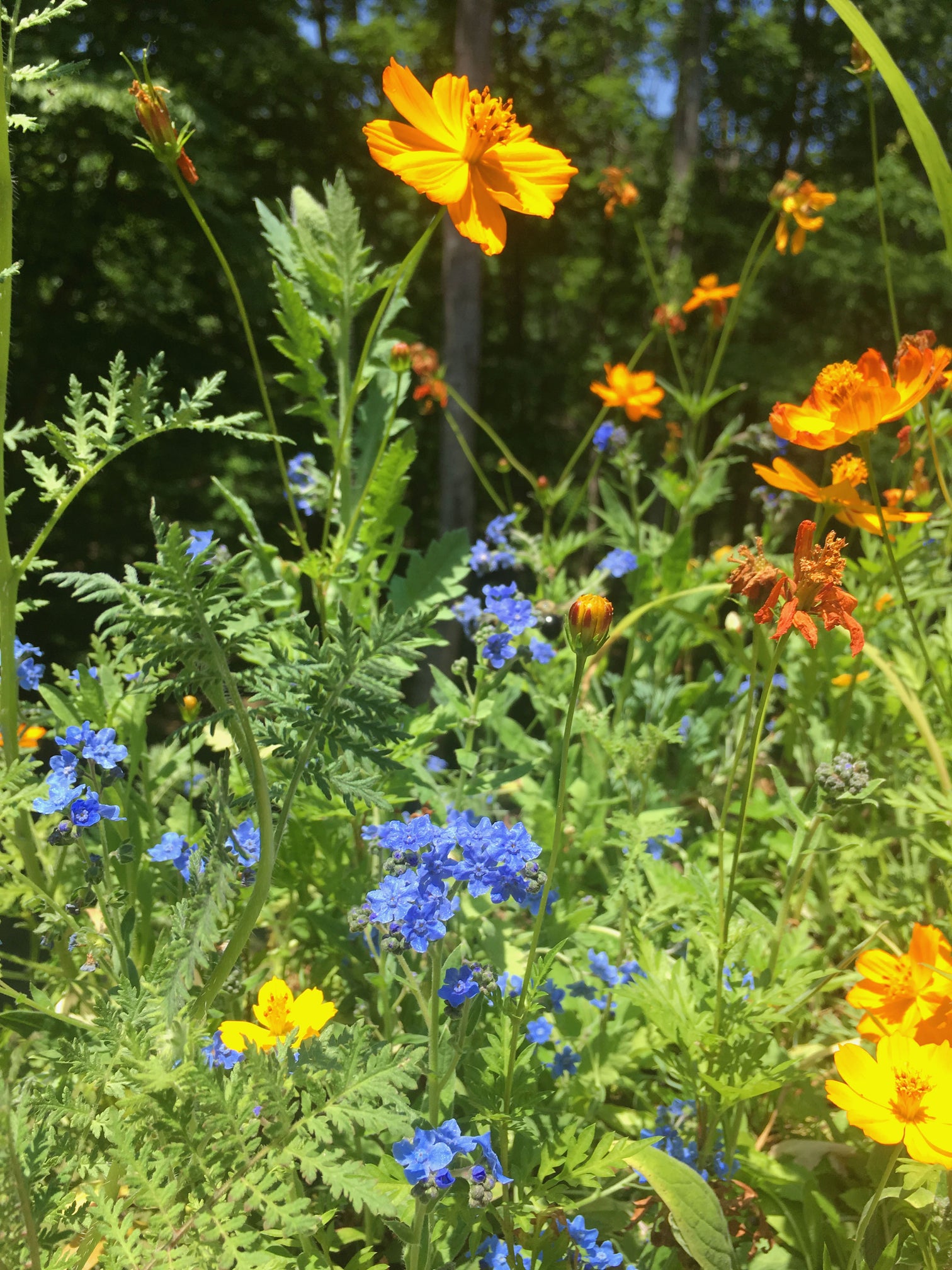 Honey Bee Habitat – Backyardsafarico.com